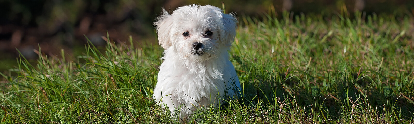 Home - Zen Dog Training