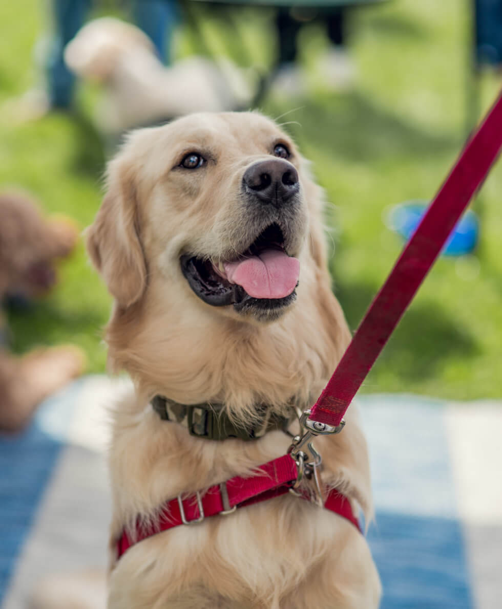 Home - Zen Dog Training